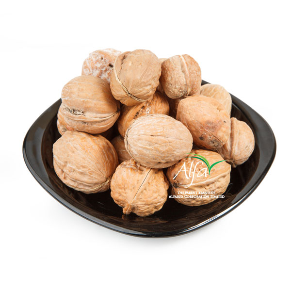 Walnut with Shell – BUYALFA